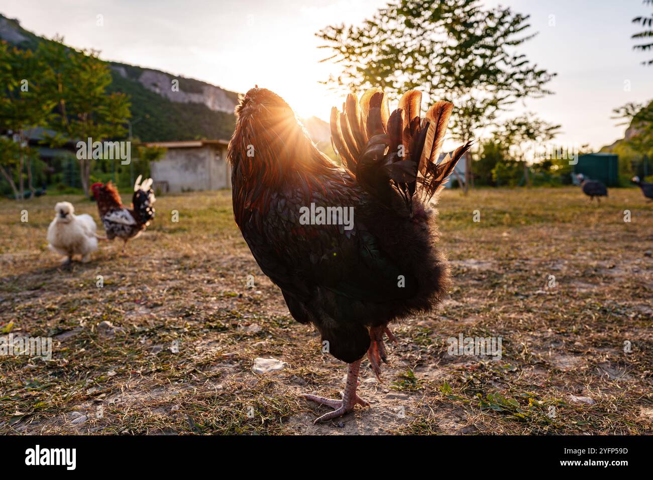 A group of chickens enjoying the late afternoon sun near a rustic barn ...