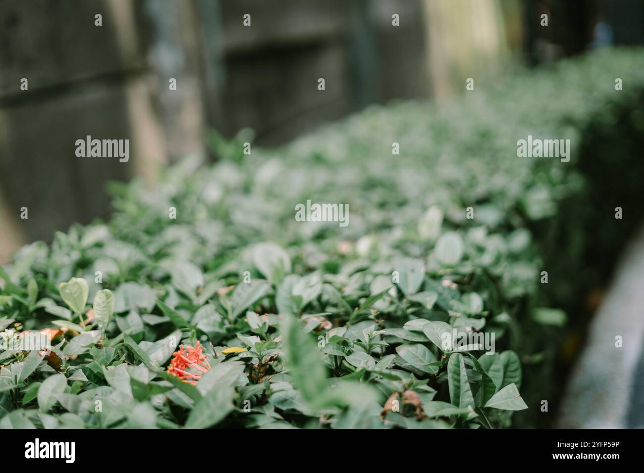 Fence made from dense, well-trimmed trees, creating a natural green ...