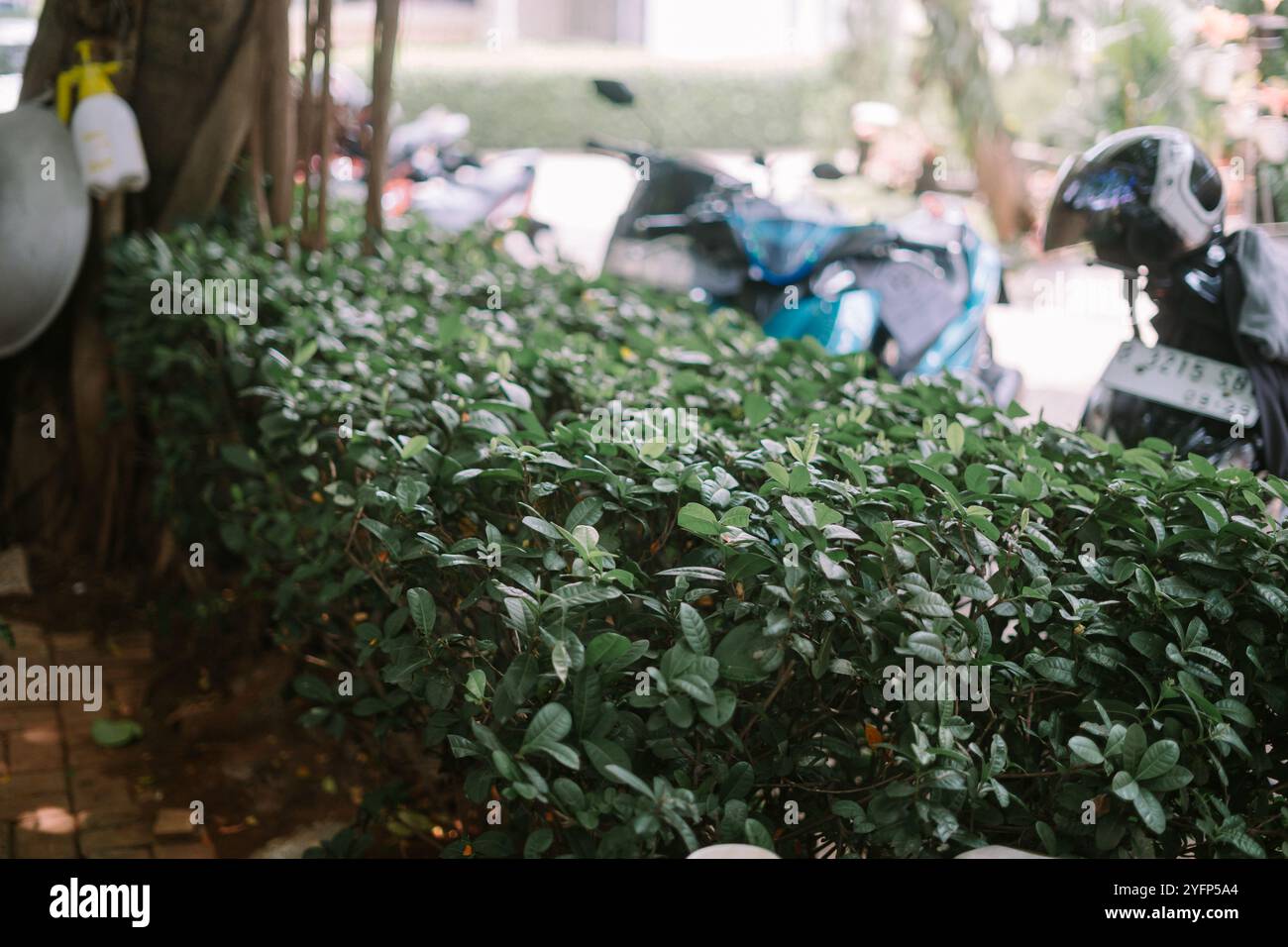 Fence made from dense, well-trimmed trees, creating a natural green ...