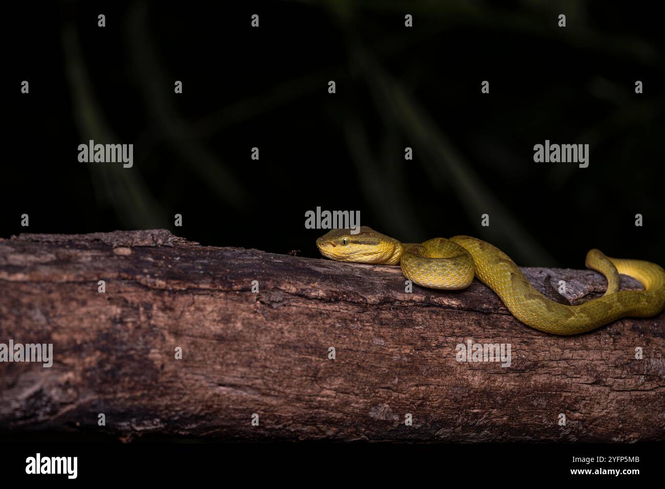 Snakes in palani hills hi-res stock photography and images - Alamy