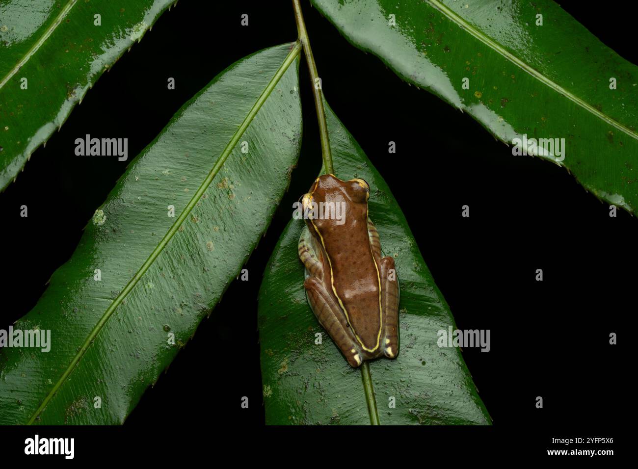 Rhacophorus lateralis is a rhacophorid tree frog endemic to the Western ...