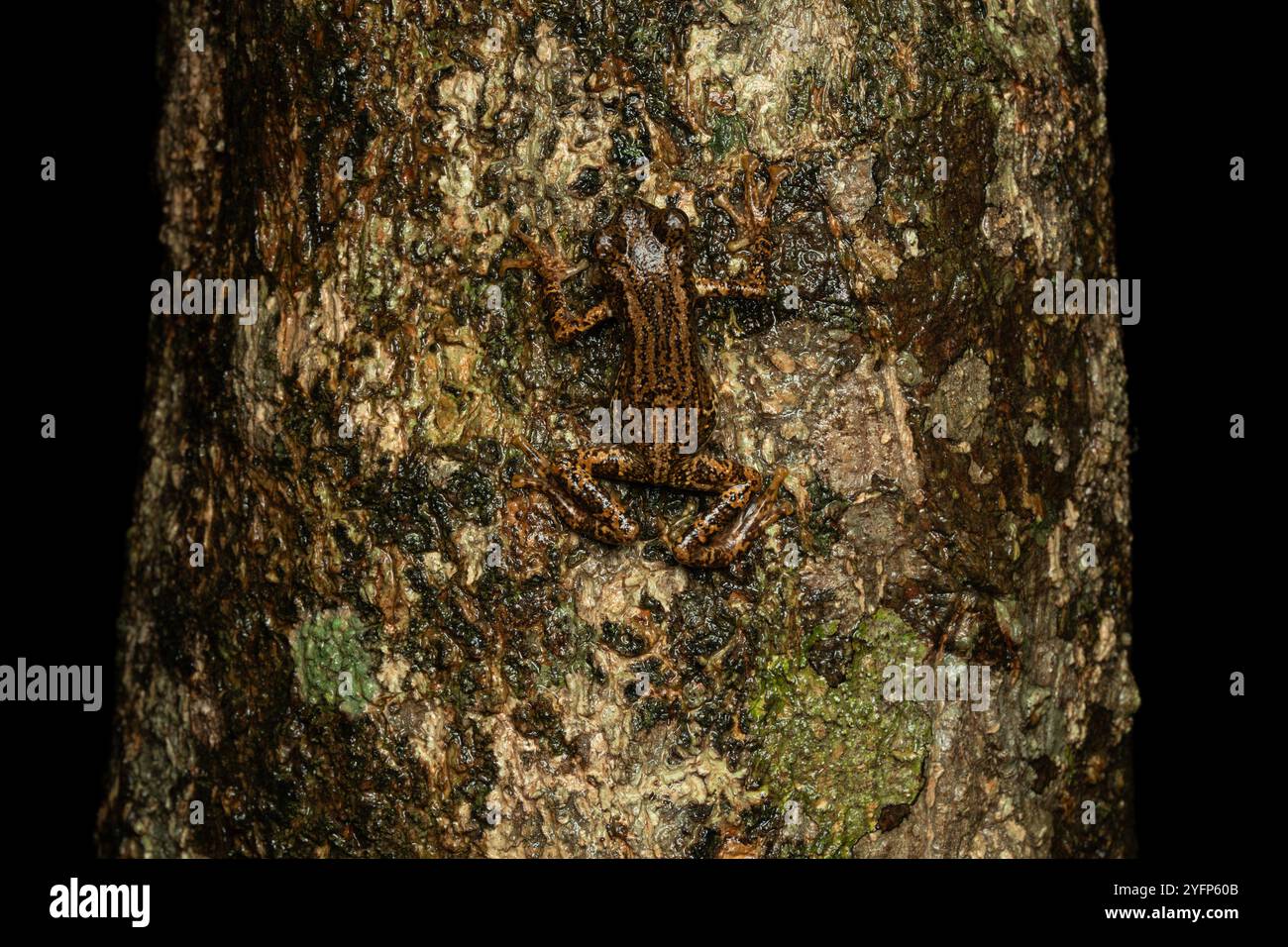 Indian tree frog hi-res stock photography and images - Alamy