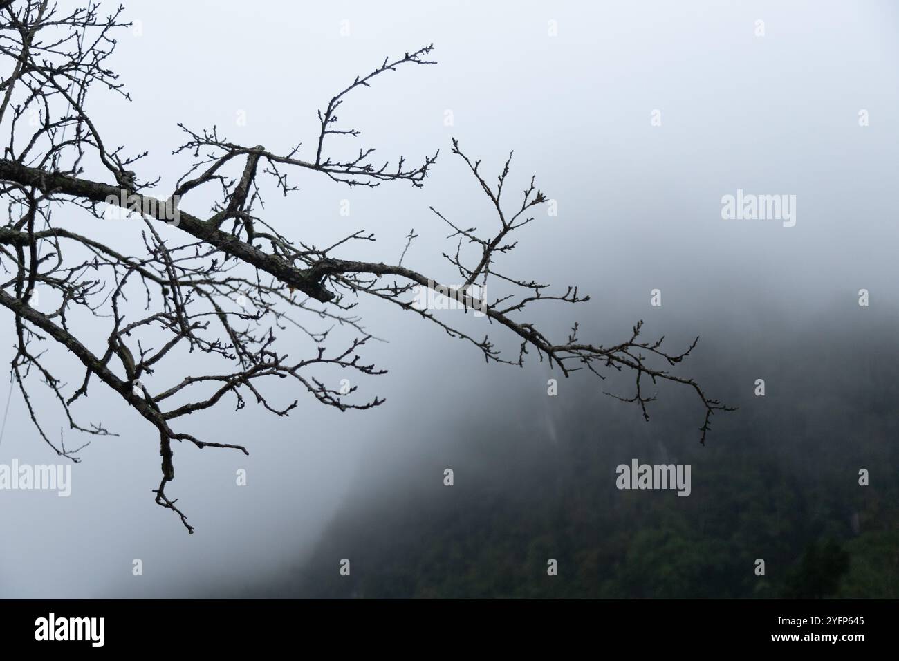 Tree branch without leaves against fog Stock Photo - Alamy