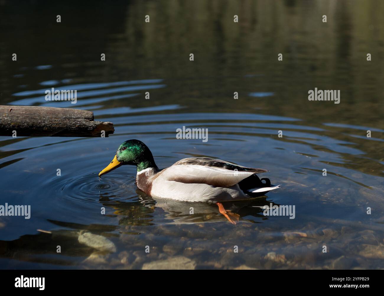The mallard duck on a lake Stock Photo - Alamy