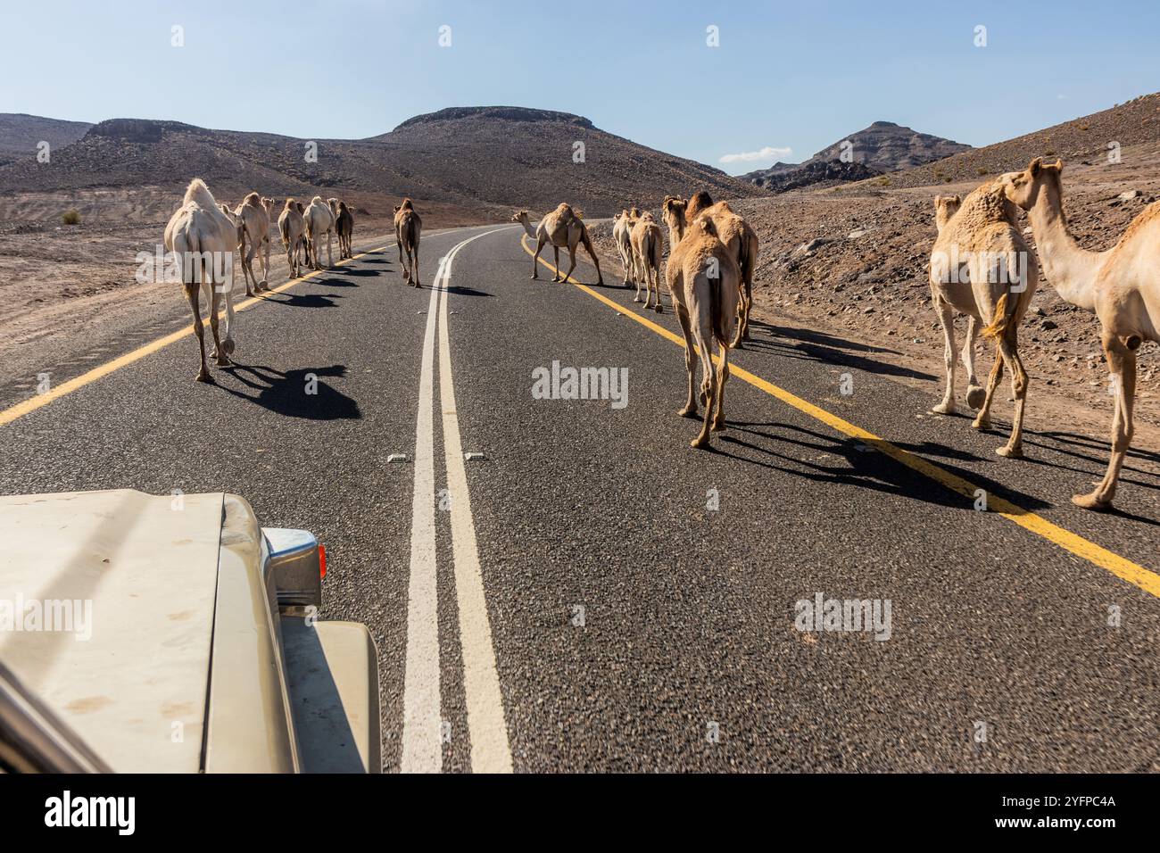 Camels walking on road hi-res stock photography and images - Alamy