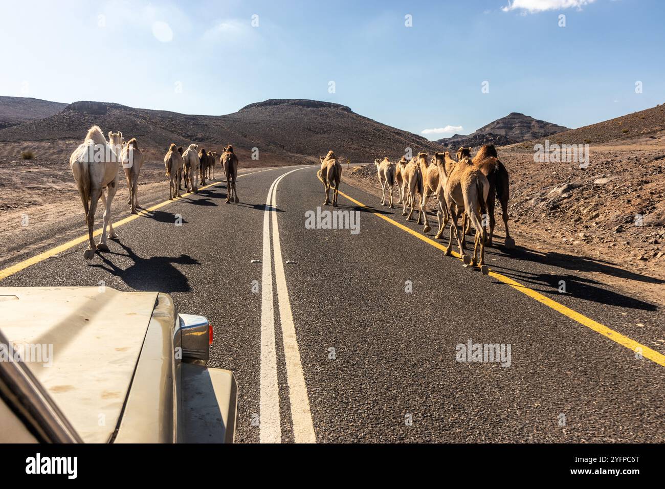 Camels walking on road hi-res stock photography and images - Alamy