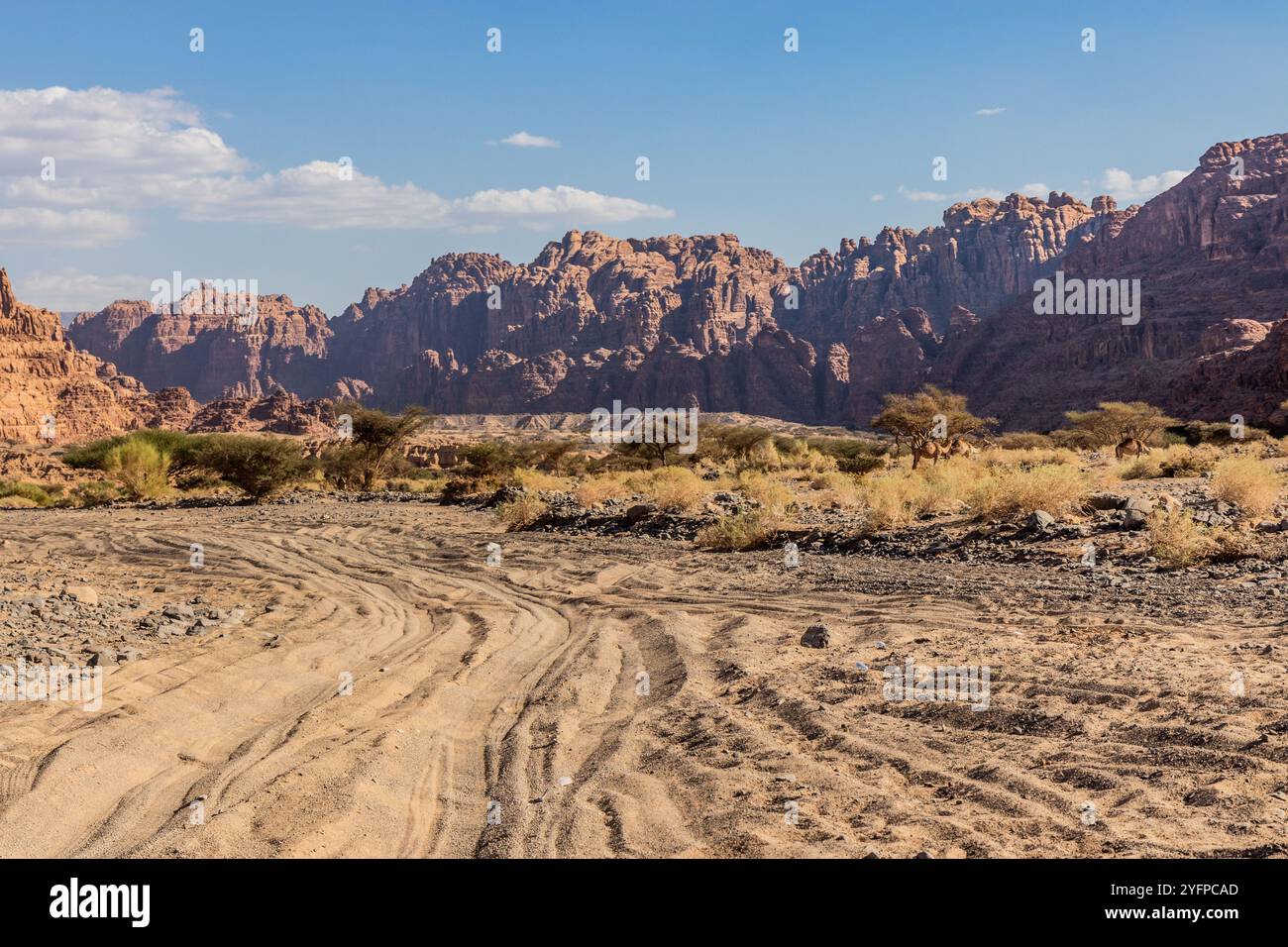 Sandy track through Wadi Disah canyon, Saudi Arabia Stock Photo - Alamy
