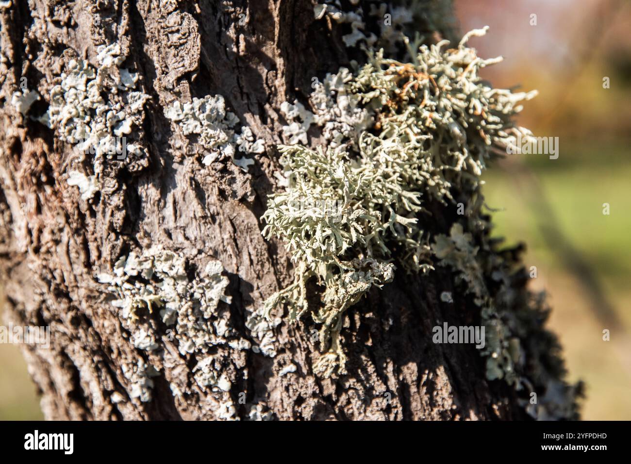 Icelandic natural lichen moss hi-res stock photography and images - Alamy