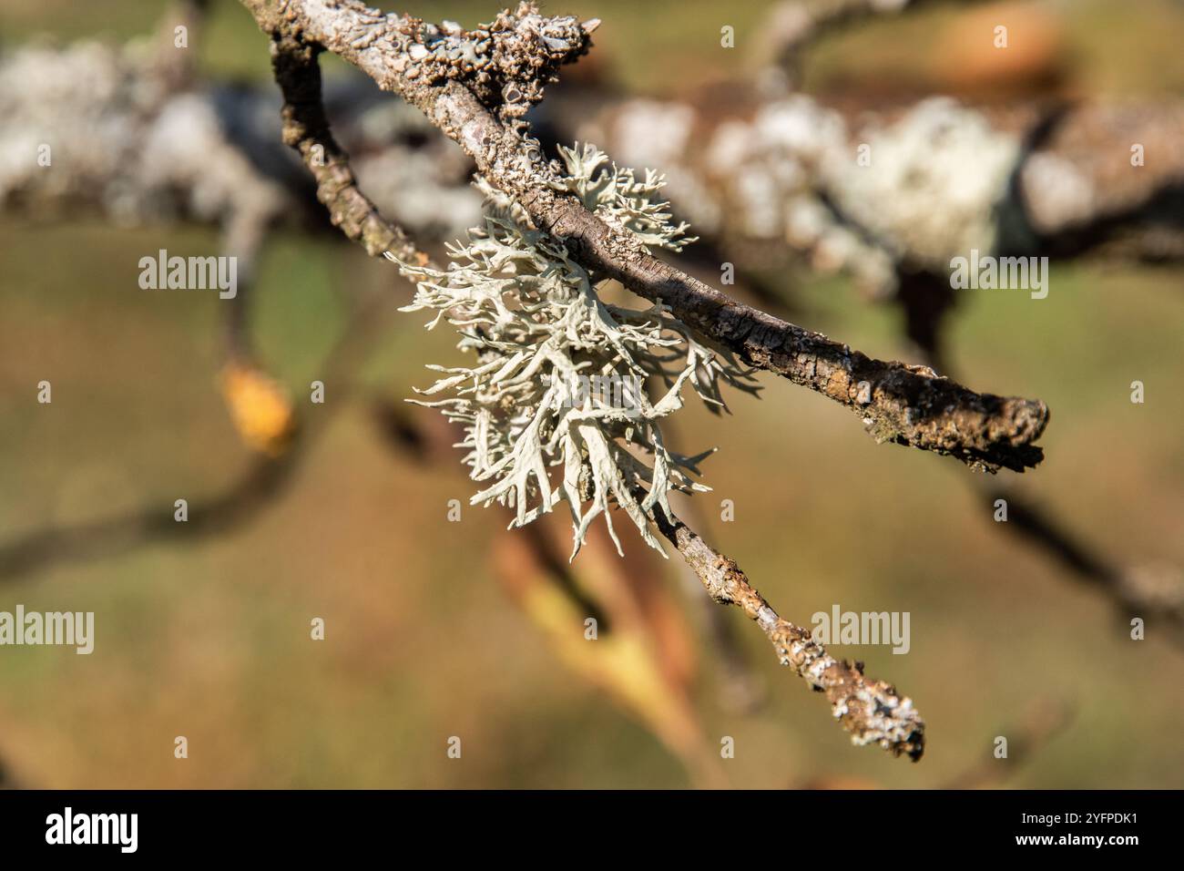 Icelandic natural lichen moss hi-res stock photography and images - Alamy