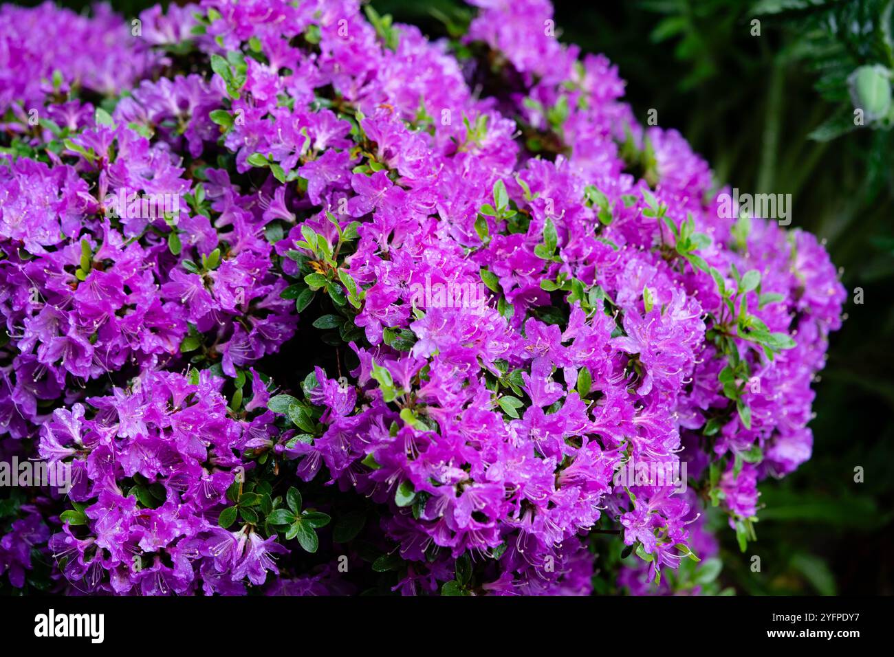 rhododendron azalea blossom in spring Stock Photo - Alamy
