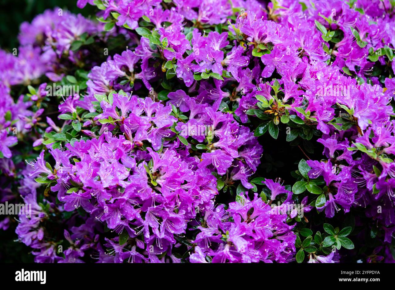 rhododendron azalea blossom in spring Stock Photo - Alamy