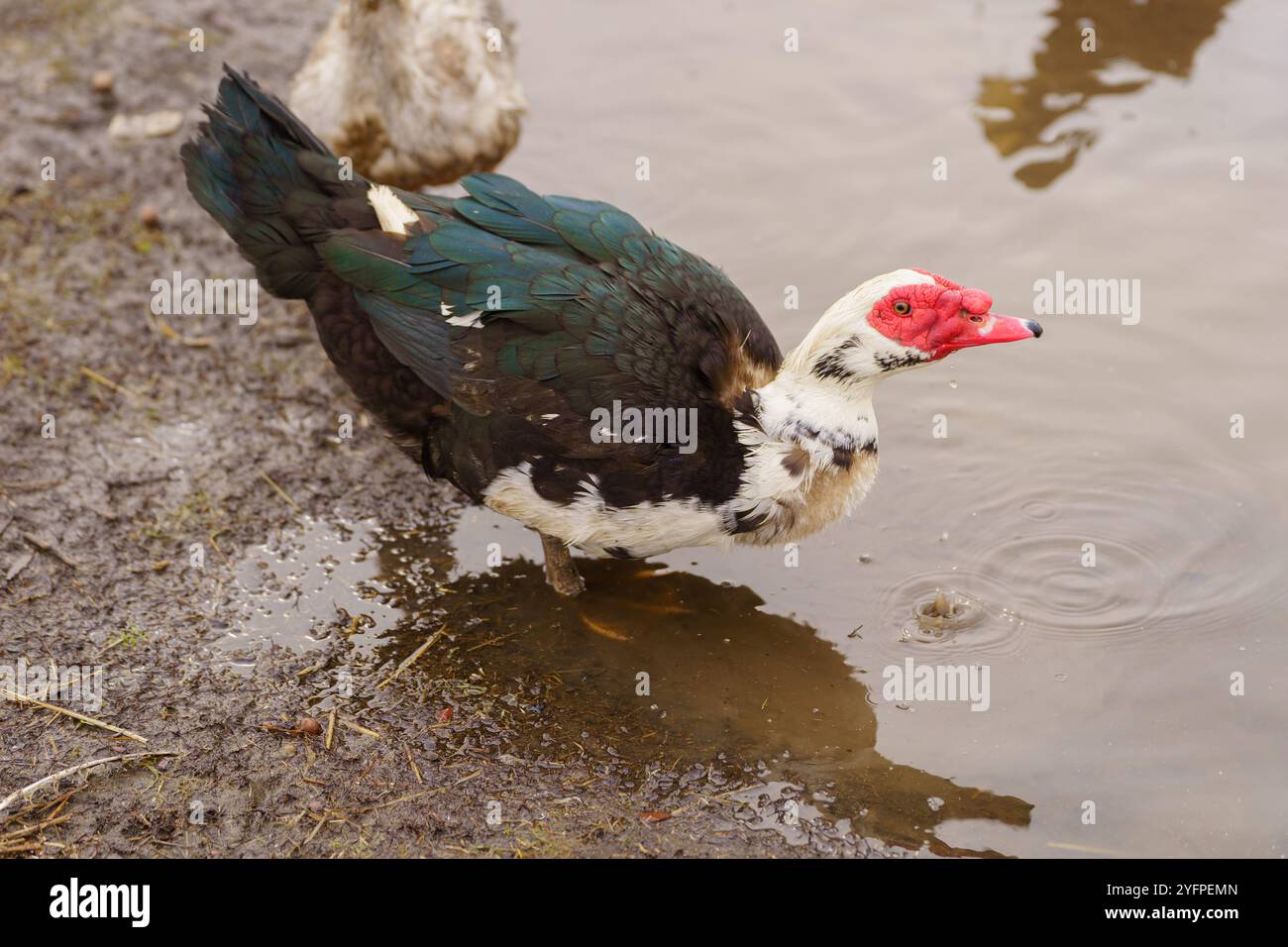 Muscovy duck is captured up close, displaying its unique plumage and ...