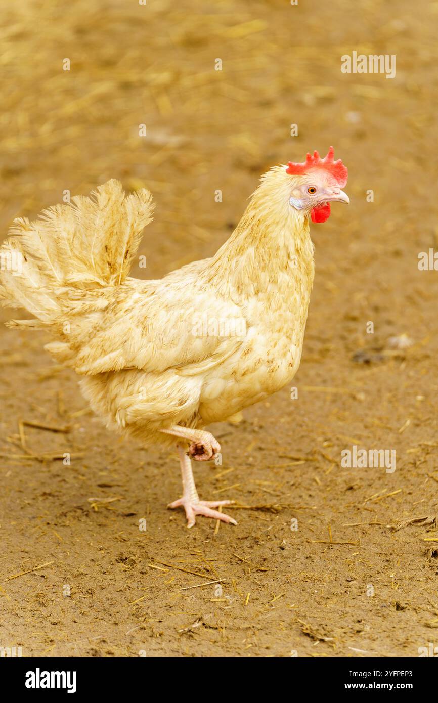 Chicken are seen standing on top of a dirt ground, pecking and ...