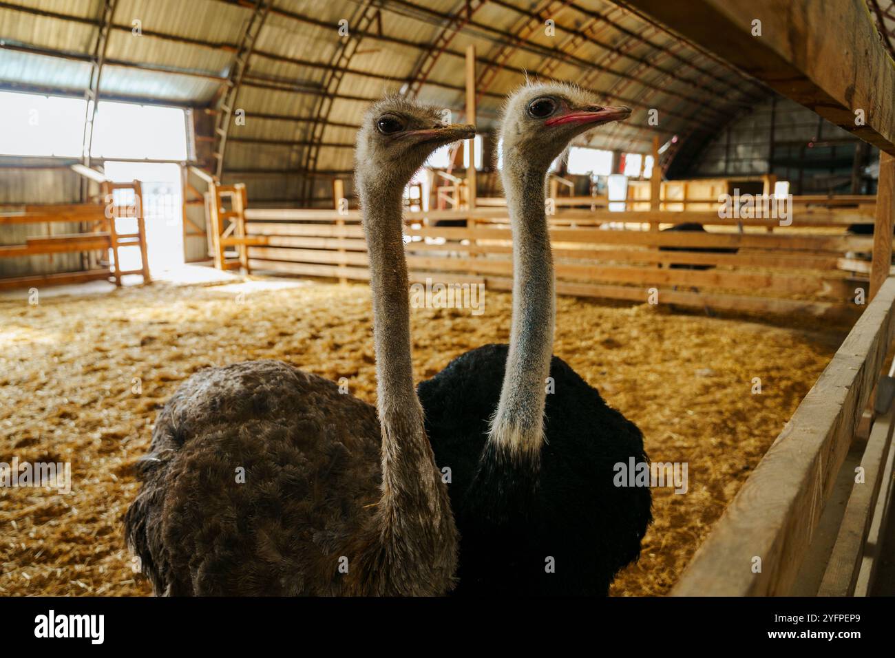 Ostrich stands tall and proud in a traditional barn setting, showcasing ...