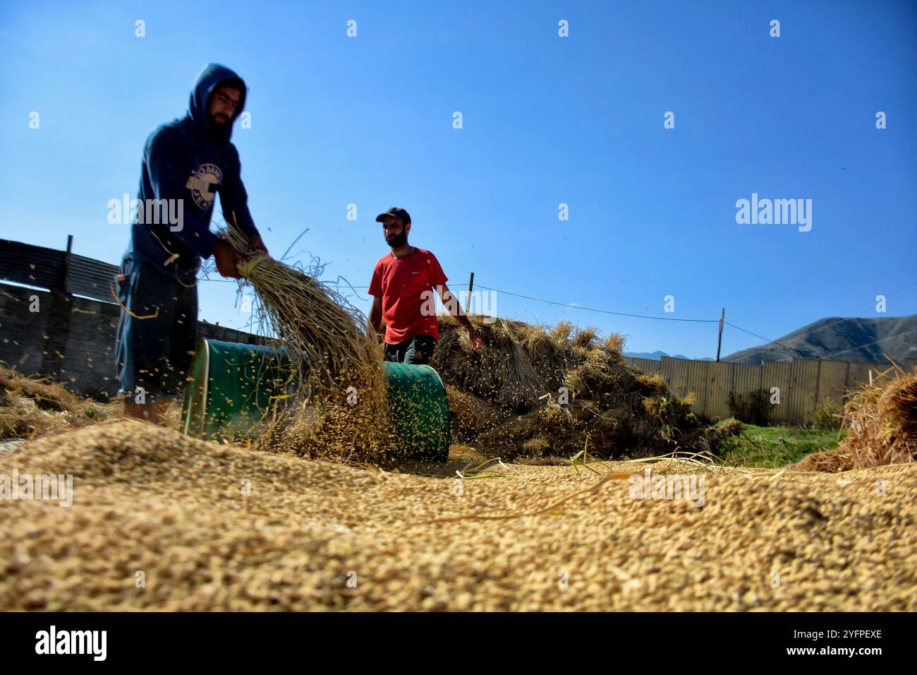 Farmers harvest rice in the rice paddies on the outskirts of Srinagar ...