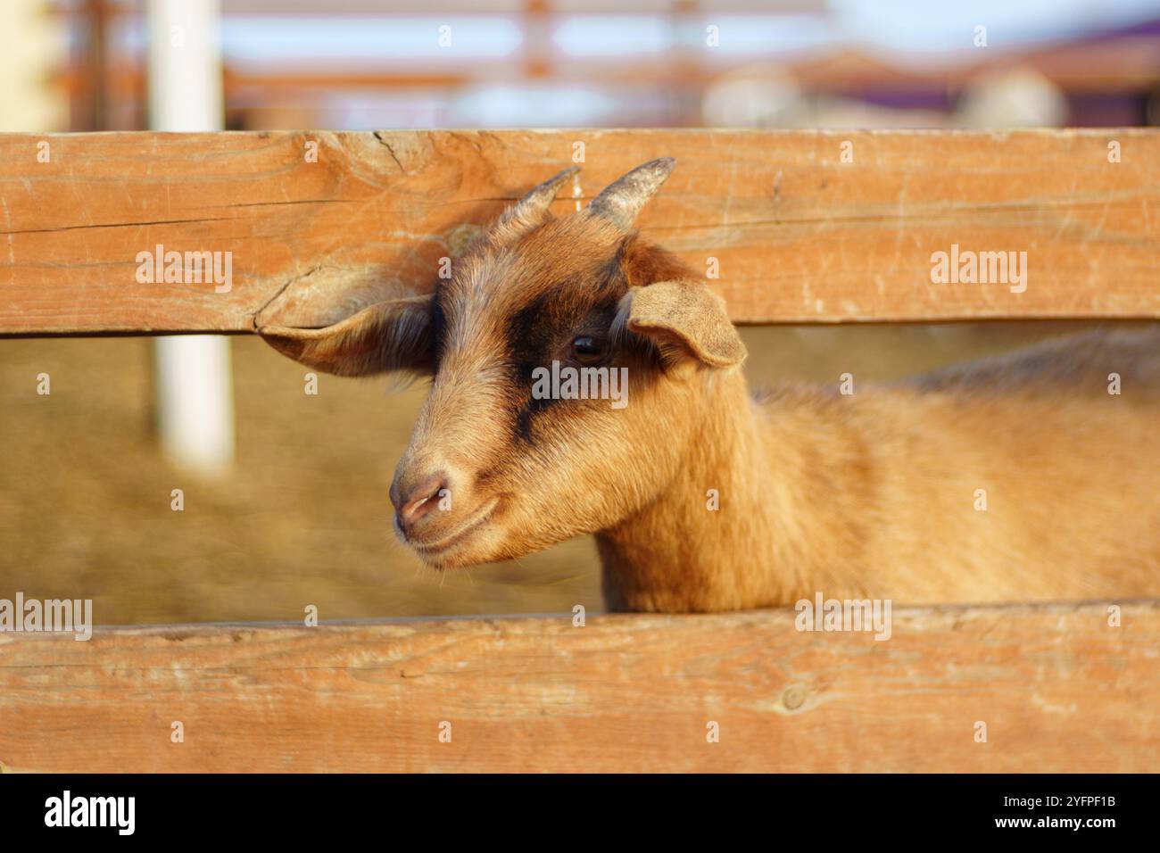 Barnyard tranquility hi-res stock photography and images - Alamy