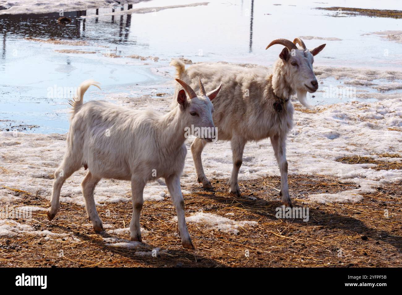 Goats seem at ease, peacefully grazing and exploring their surroundings ...