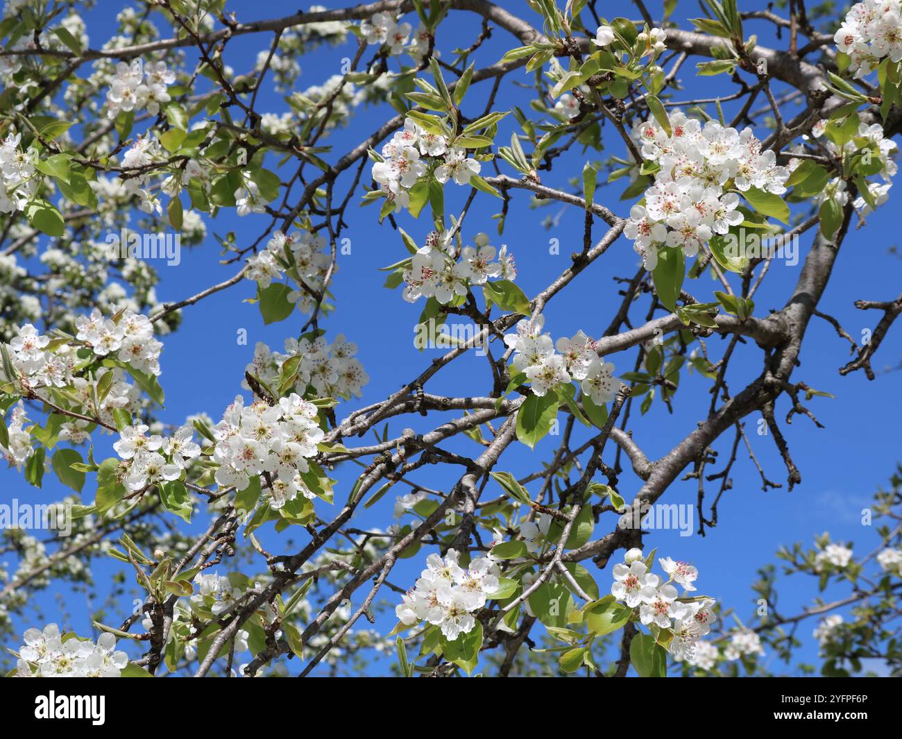 branches of a blooming spring tree or bush on a bright blue sky ...