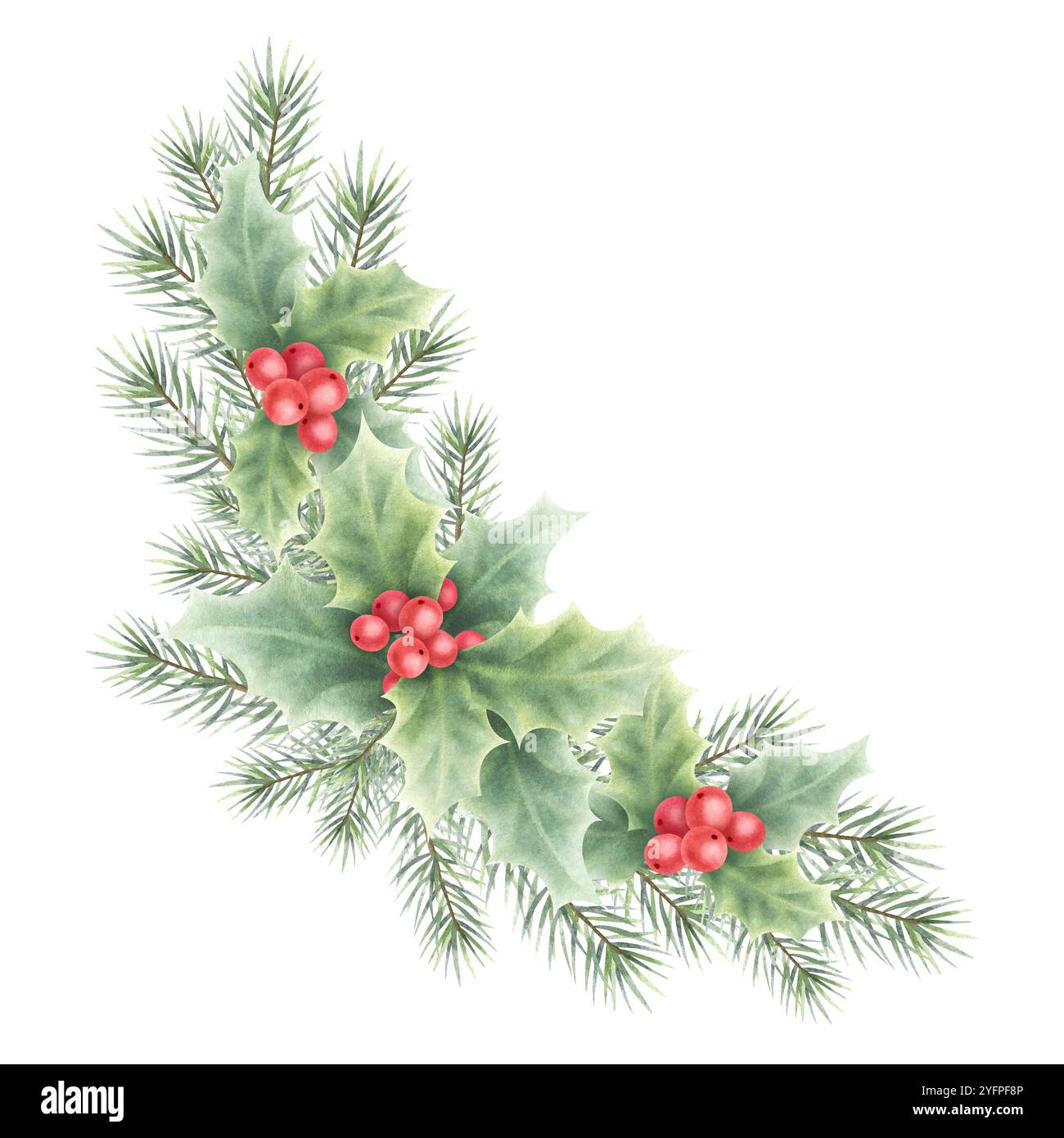 Christmas fir branch and holly berries and leaves watercolor isolated ...