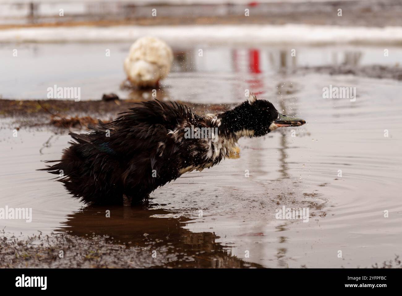 Ducks are gracefully standing side by side, showing off their vibrant ...