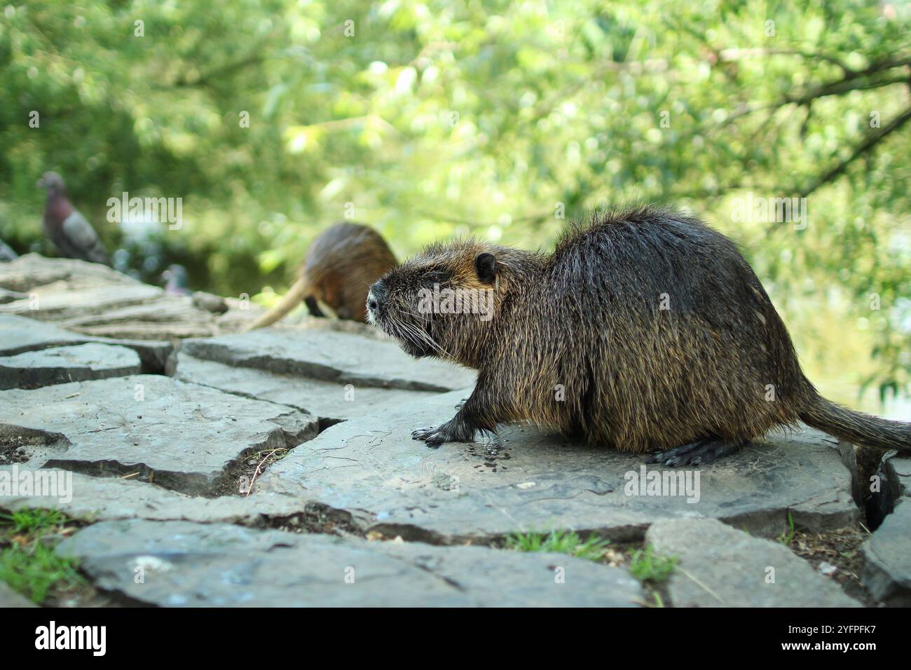 Prague wildlife hi-res stock photography and images - Alamy