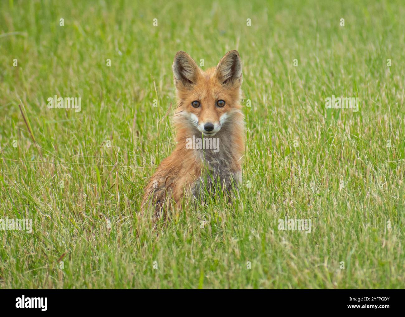 Red fox sitting hi-res stock photography and images - Alamy