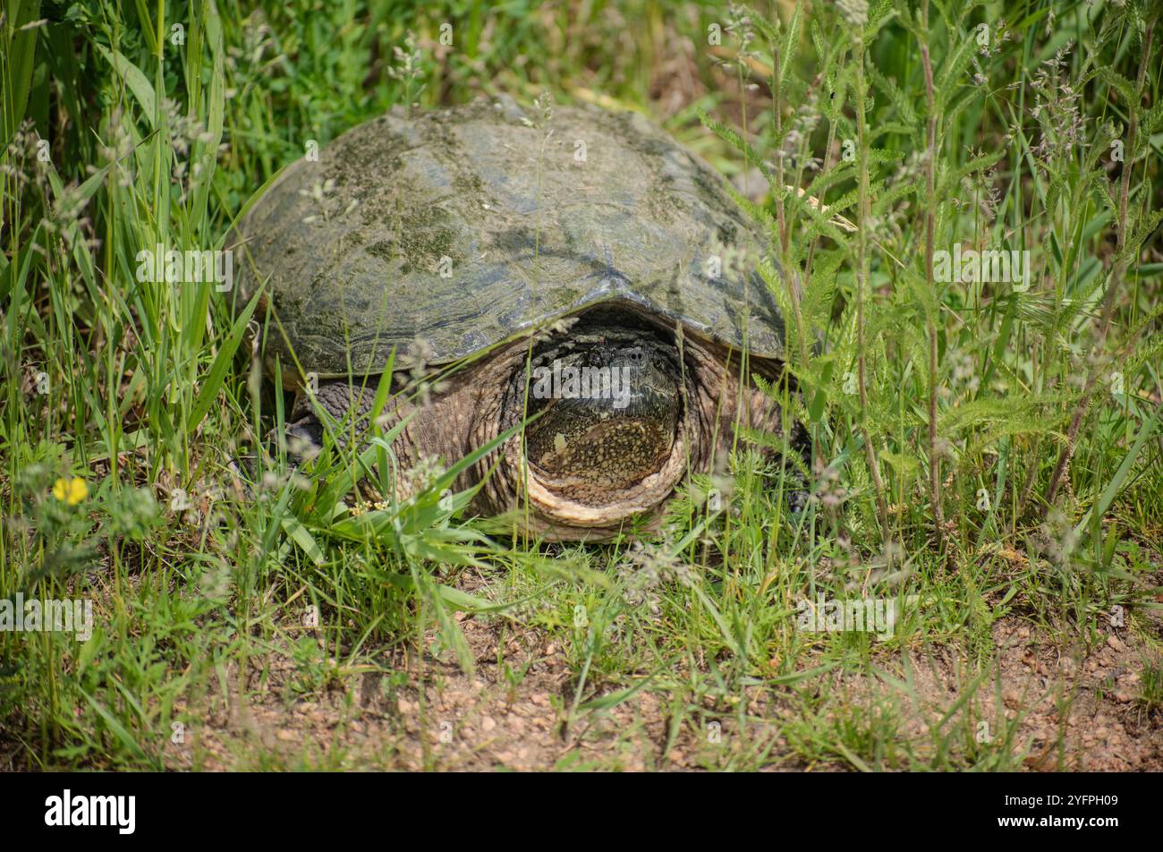 adult snapping turtle in grass Stock Photo - Alamy