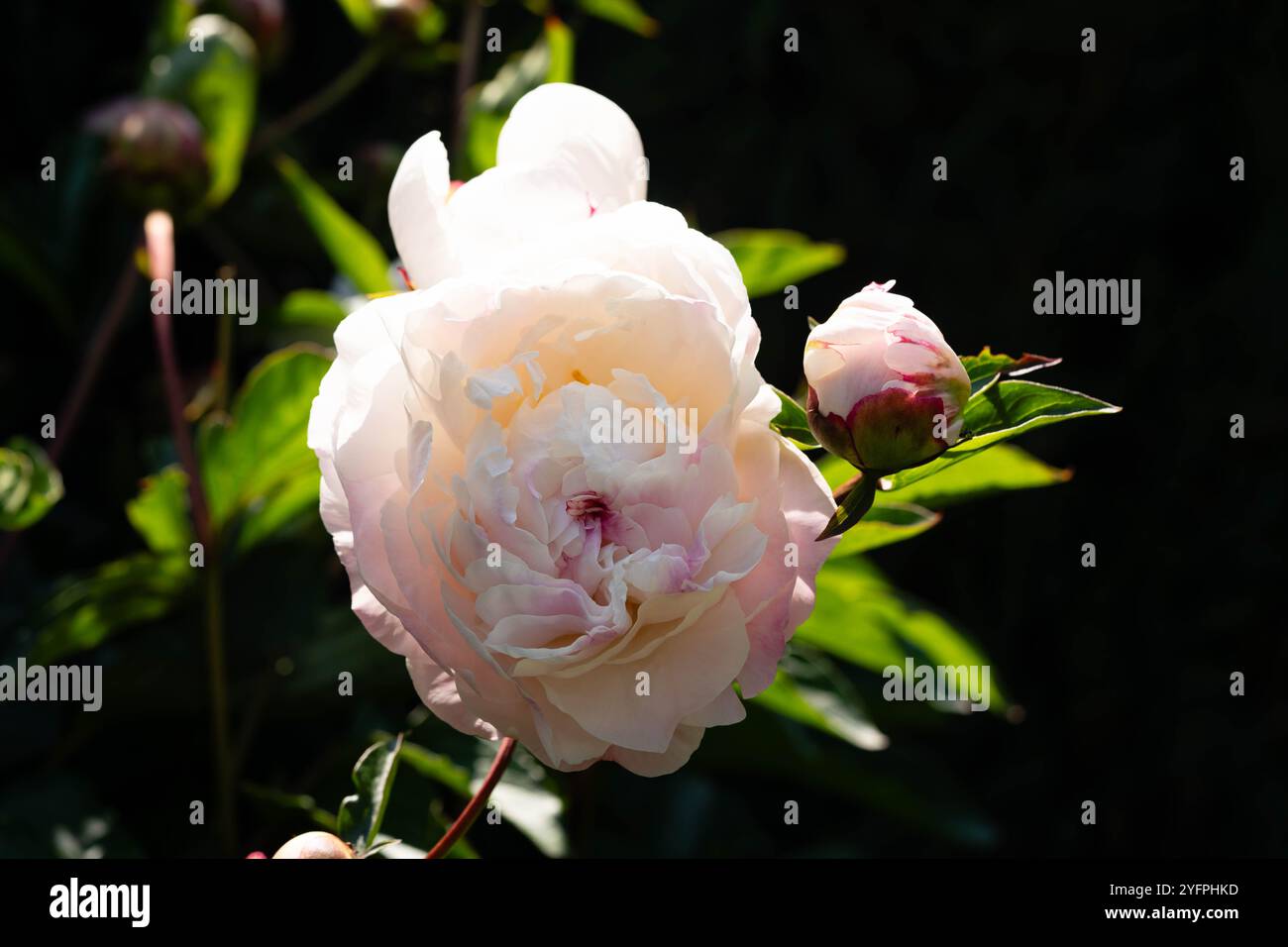 The milk White pentecost Rose Paeonia lactiflora Stock Photo - Alamy