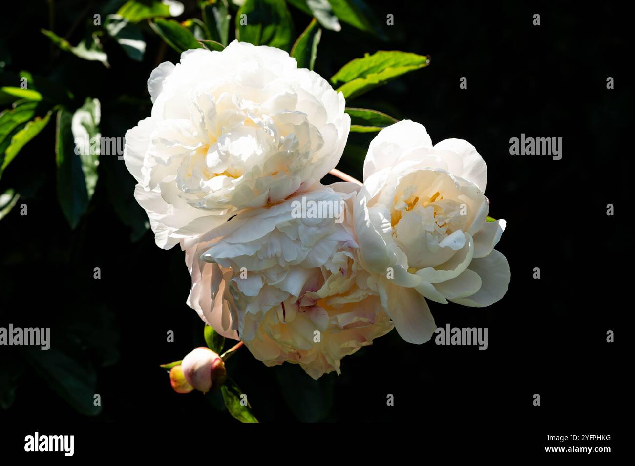The milk White pentecost Rose Paeonia lactiflora Stock Photo - Alamy