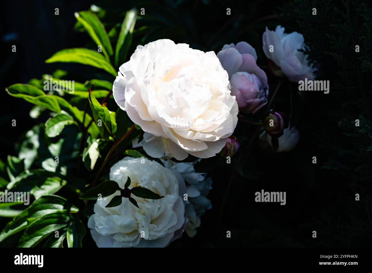 The milk White pentecost Rose Paeonia lactiflora Stock Photo - Alamy