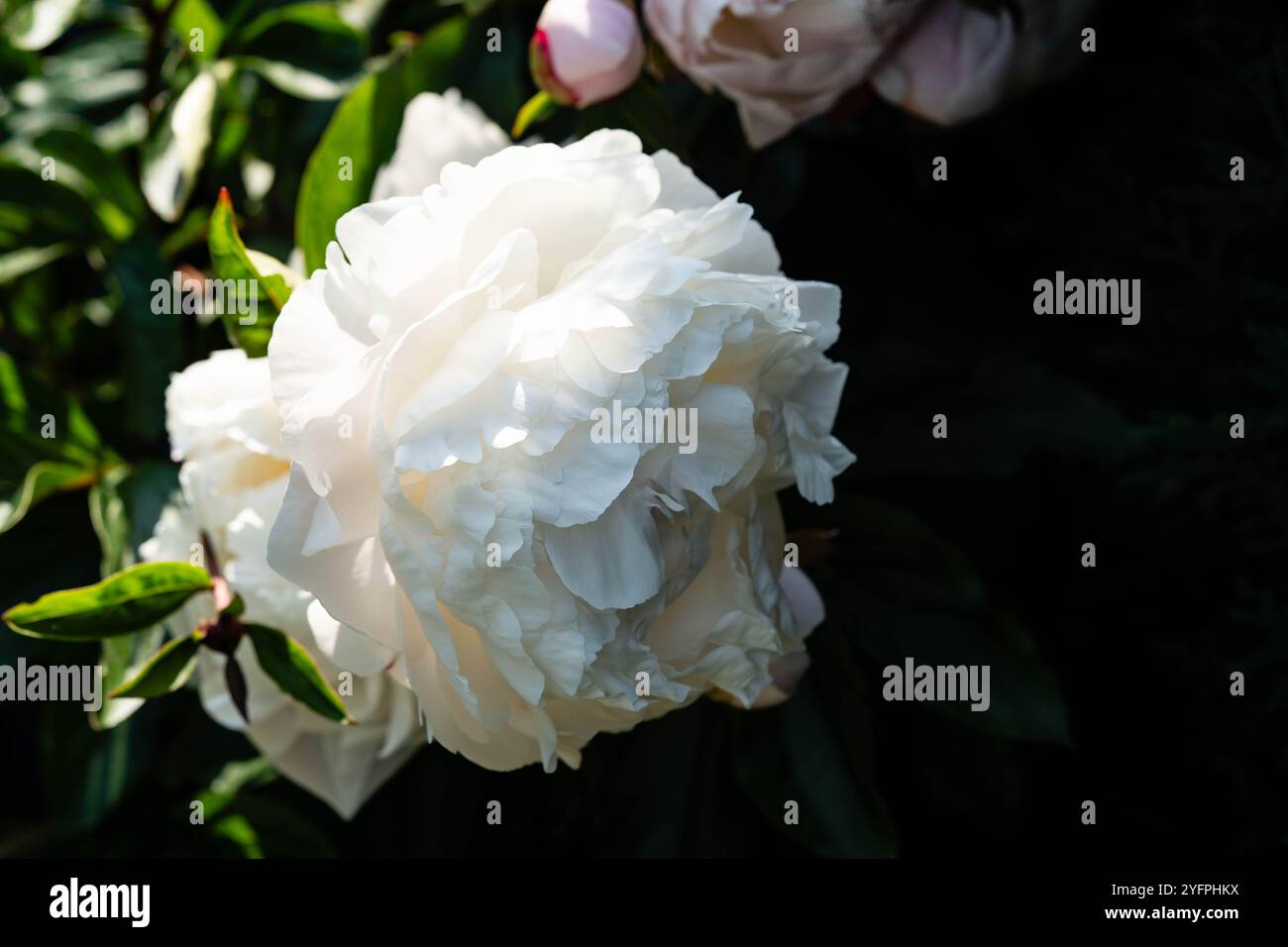 The milk White pentecost Rose Paeonia lactiflora Stock Photo - Alamy