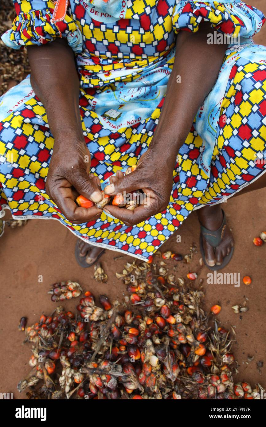 Villager processing palm fruit for oil in Dokoue, Benin Stock Photo - Alamy