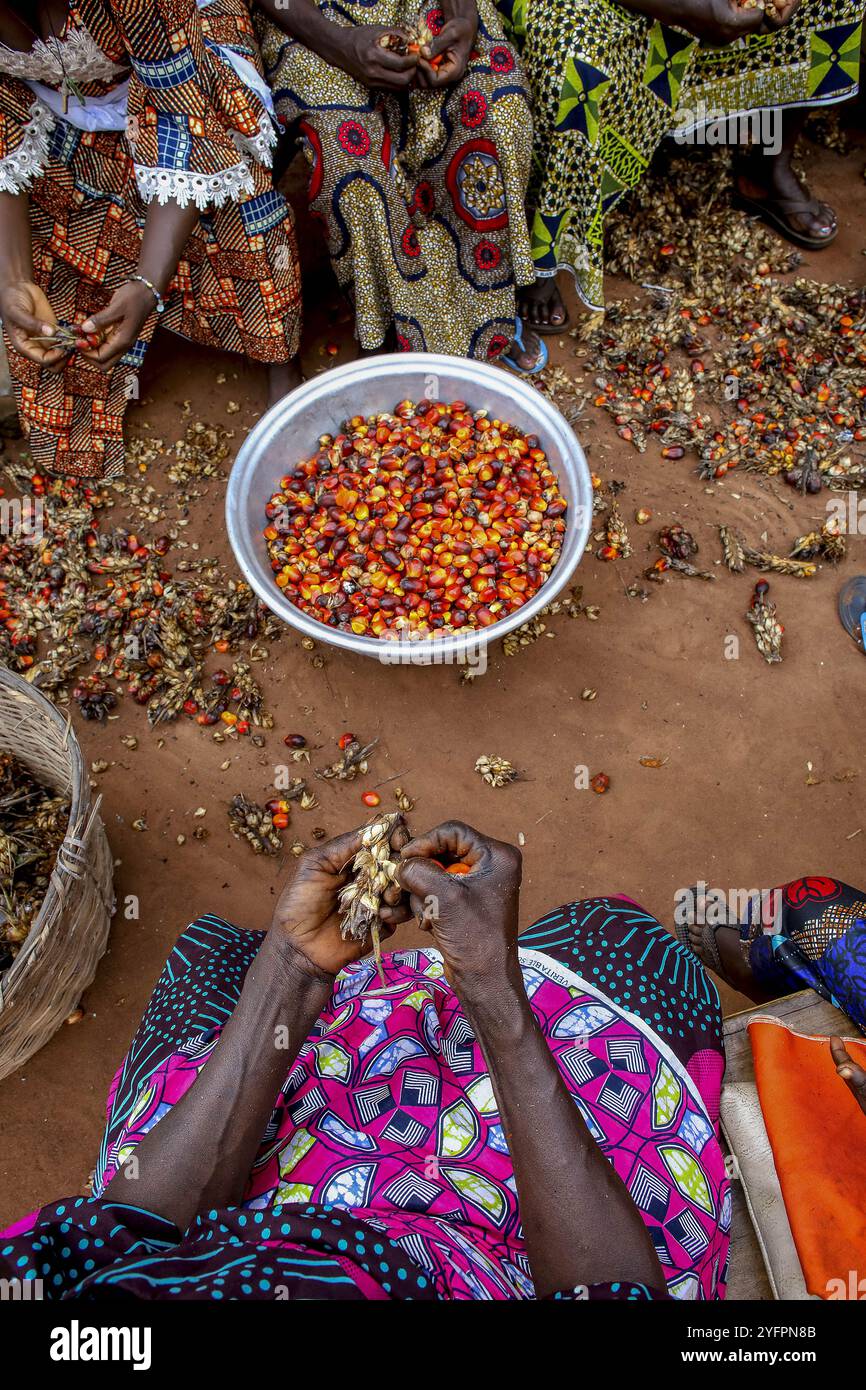 Villagers processing palm fruit for oil in Dokoue, Benin Stock Photo ...