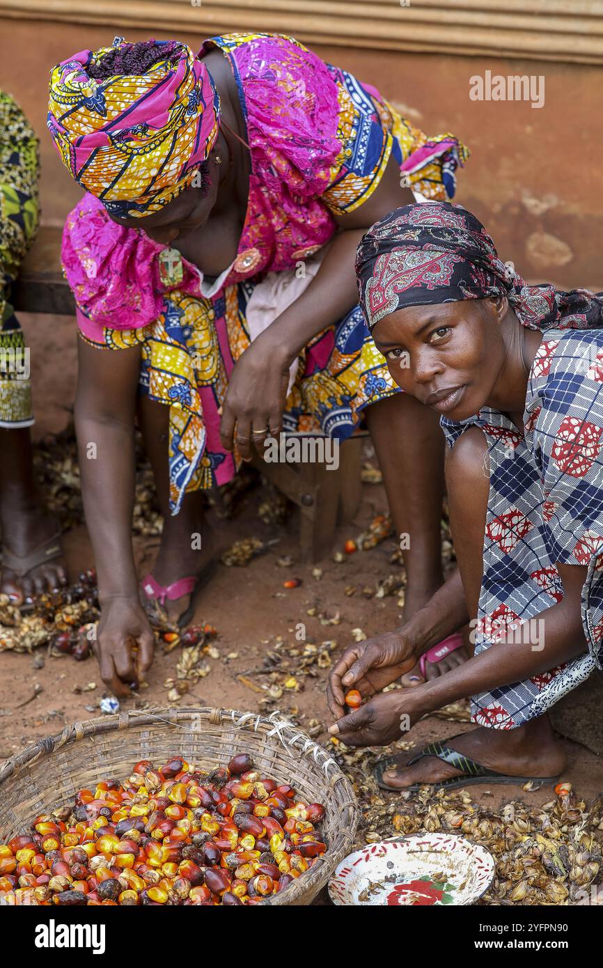 Villagers processing palm fruit for oil in Dokoue, Benin Stock Photo ...
