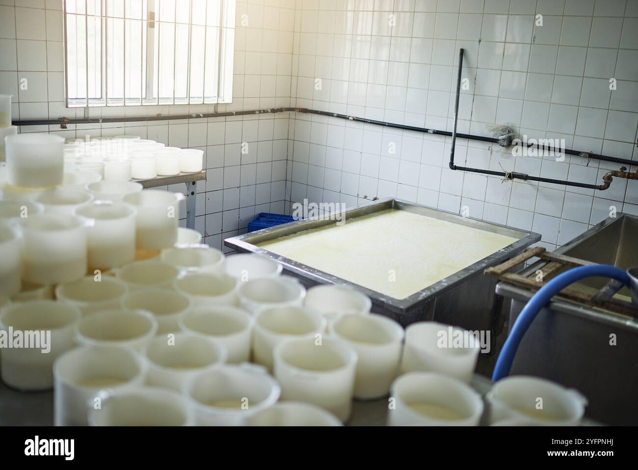 Cheese, factory and production in warehouse, container and fresh in ...
