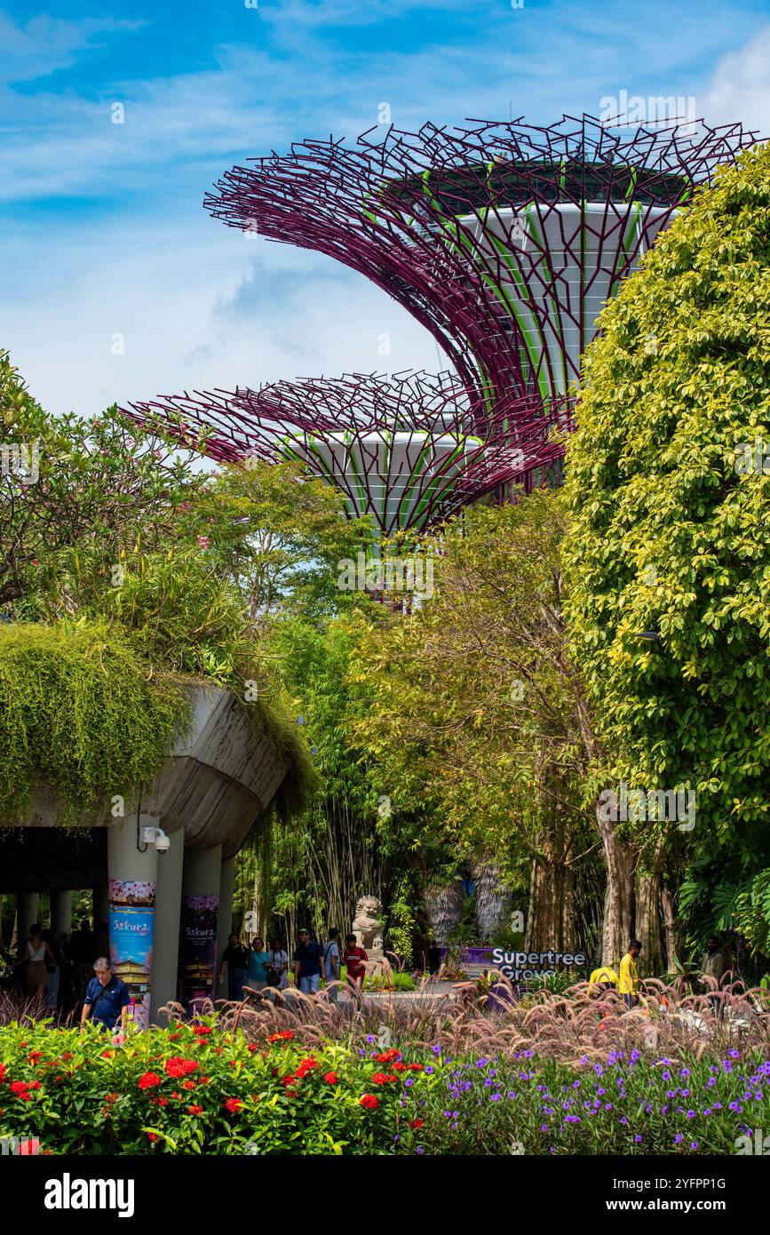 The lush tropical greenery of the Super Tree Grove at Gardens By The ...