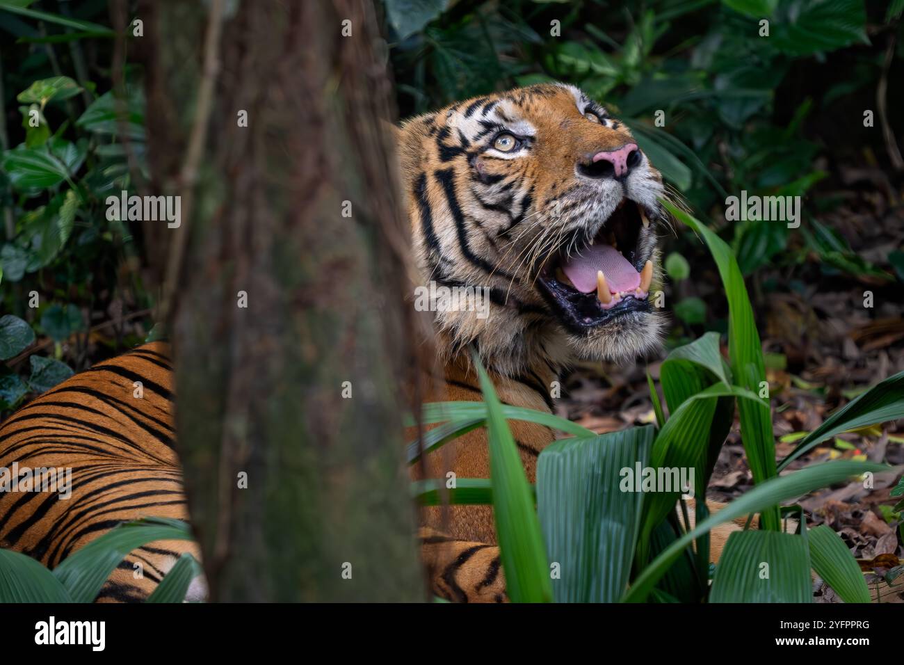 Malayan Tiger - Panthera tigris jacksoni, portrait of beautiful colored ...