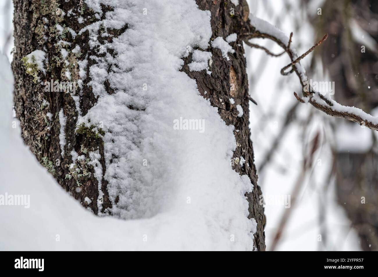 Winter atmosphere. Inside a thick snowfall. Sappada, Dolomites Stock ...