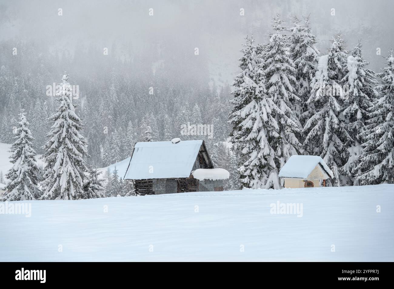 Winter atmosphere. Inside a thick snowfall. Sappada, Dolomites Stock ...