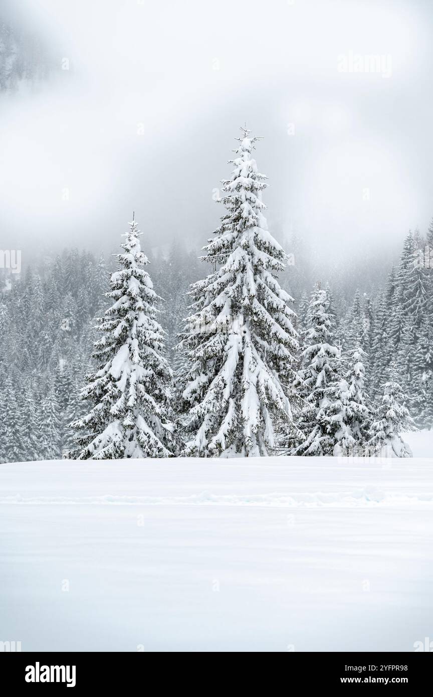 Winter atmosphere. Inside a thick snowfall. Sappada, Dolomites Stock ...