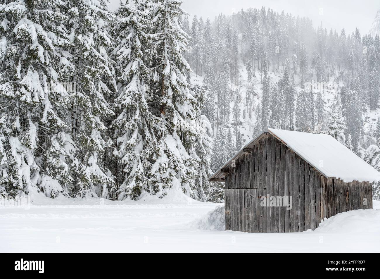 Winter atmosphere. Inside a thick snowfall. Sappada, Dolomites Stock ...