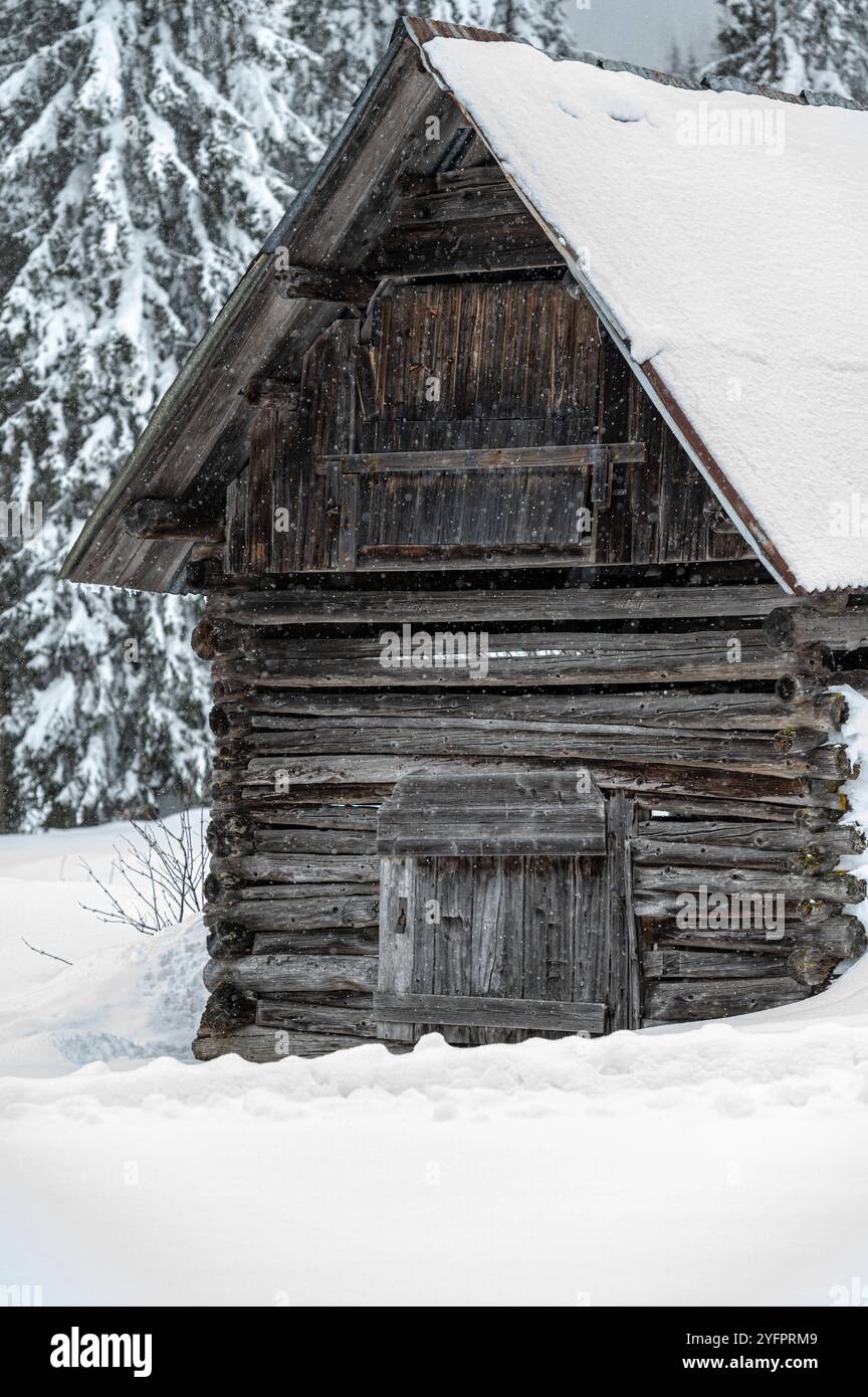 Winter atmosphere. Inside a thick snowfall. Sappada, Dolomites Stock ...
