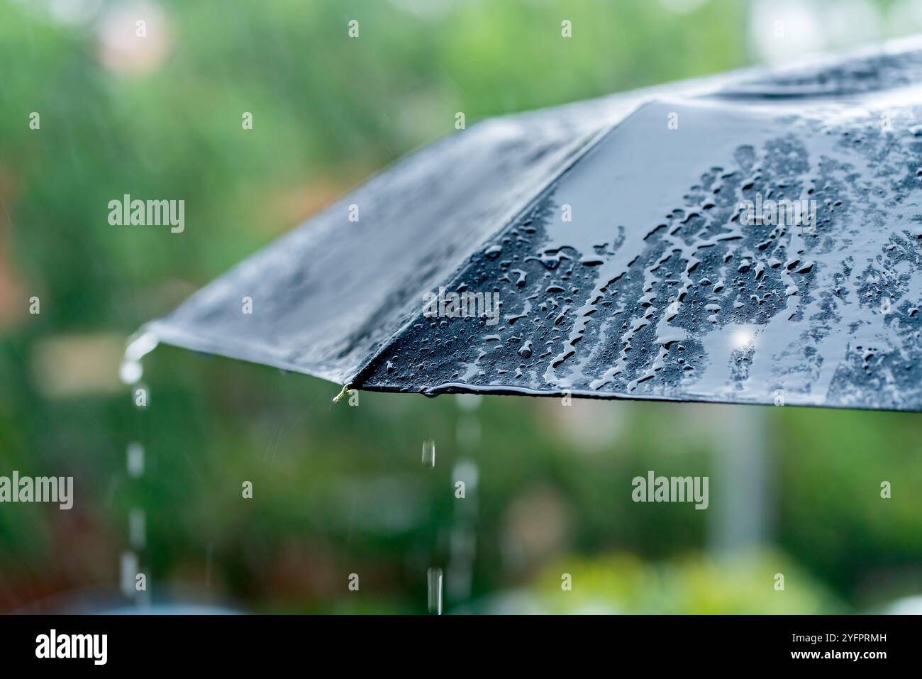 Rain drops fall on umbrella hi-res stock photography and images - Alamy