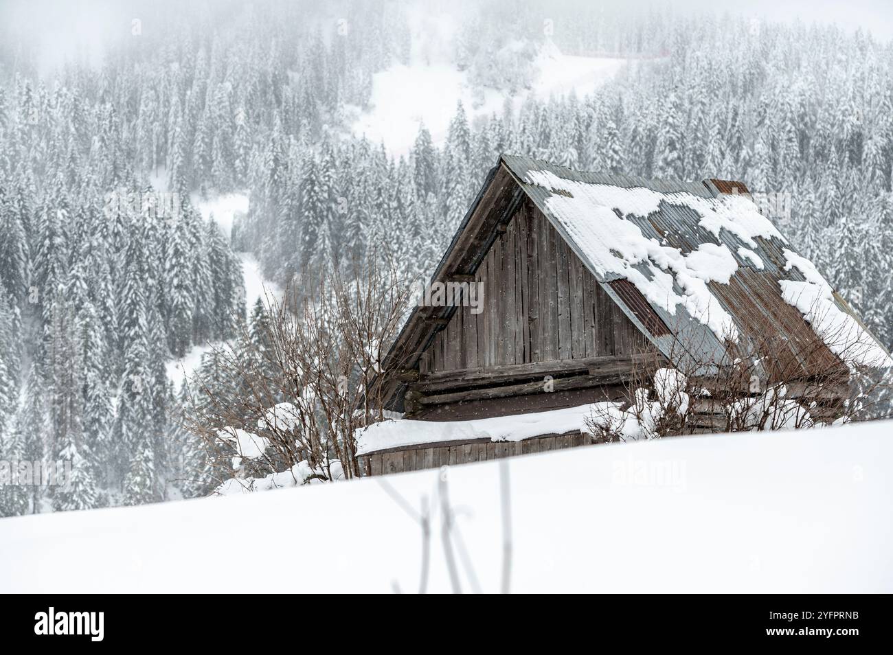 Winter atmosphere. Inside a thick snowfall. Sappada, Dolomites Stock ...