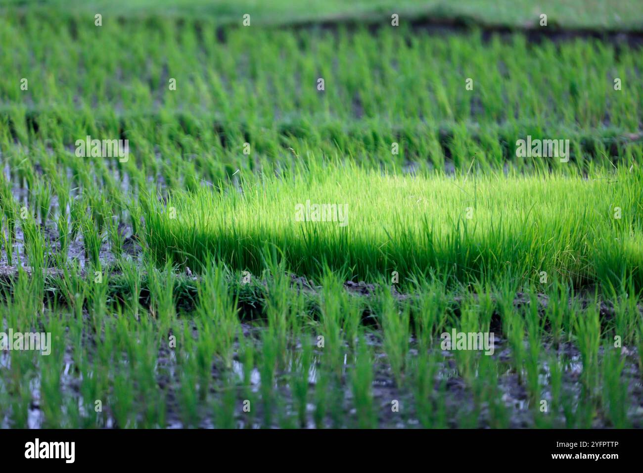 Agriculture. Young rice sprouts in a field. Yogyakarta. Indonesia Stock ...