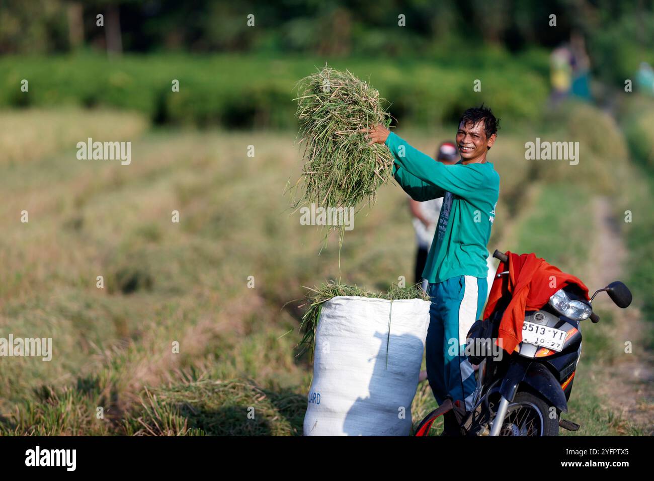 Farmer putting hay in a bag after the harvest of rice plant. Yogyakarta ...
