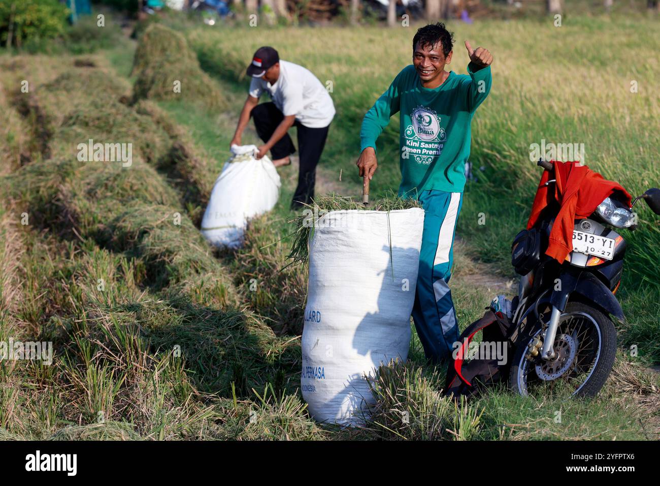 Farmer putting hay in a bag after the harvest of rice plant. Yogyakarta ...