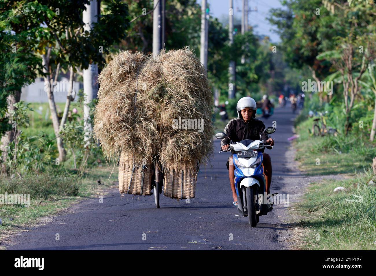 Farmer carrying hay after the harvest of rice plant. Yogyakarta ...