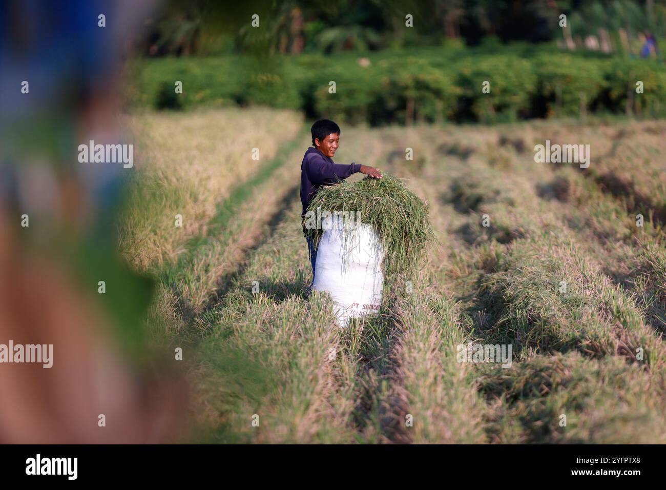 Farmer putting hay in a bag after the harvest of rice plant. Yogyakarta ...