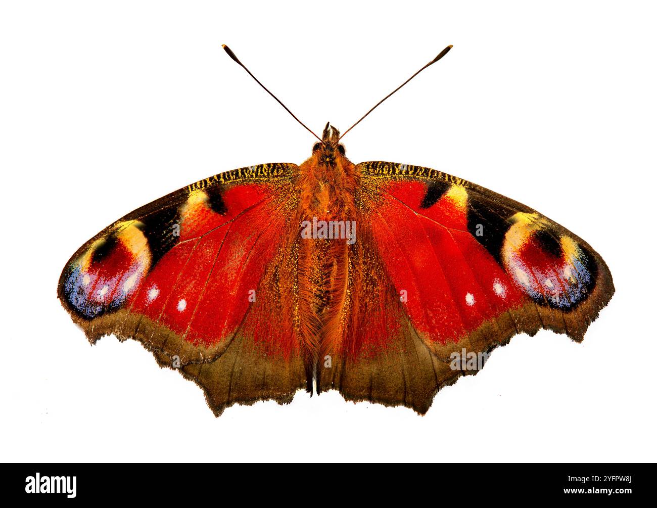 Creature, insect and wings of butterfly on a white background for ...